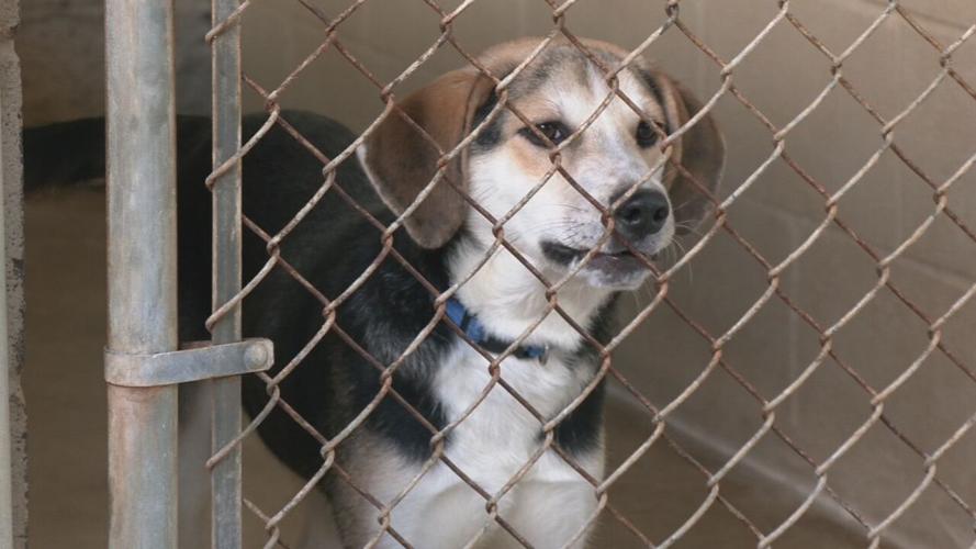 'It's not a safe situation' | Oldham County Animal Control describes ...
