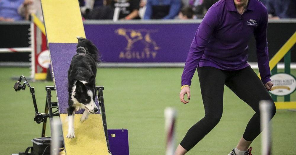 Pink the border collie competes next to handler Jennifer Crank | | wdrb.com