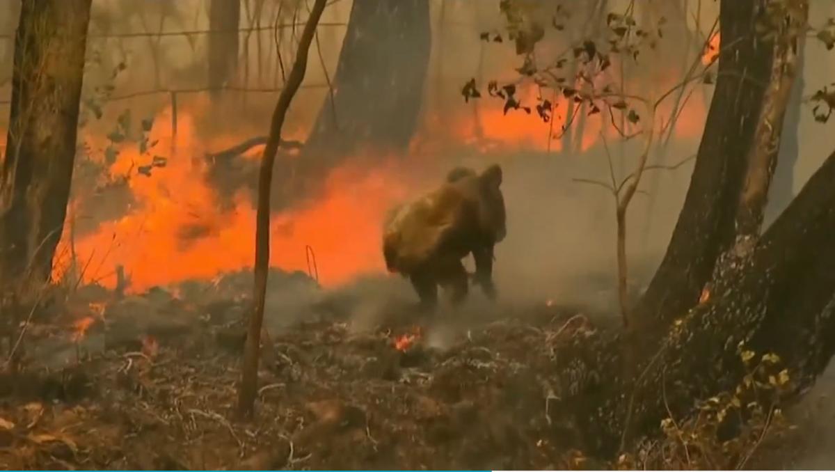 Koala rescued from Australia wildfires dies from burn injuries ...