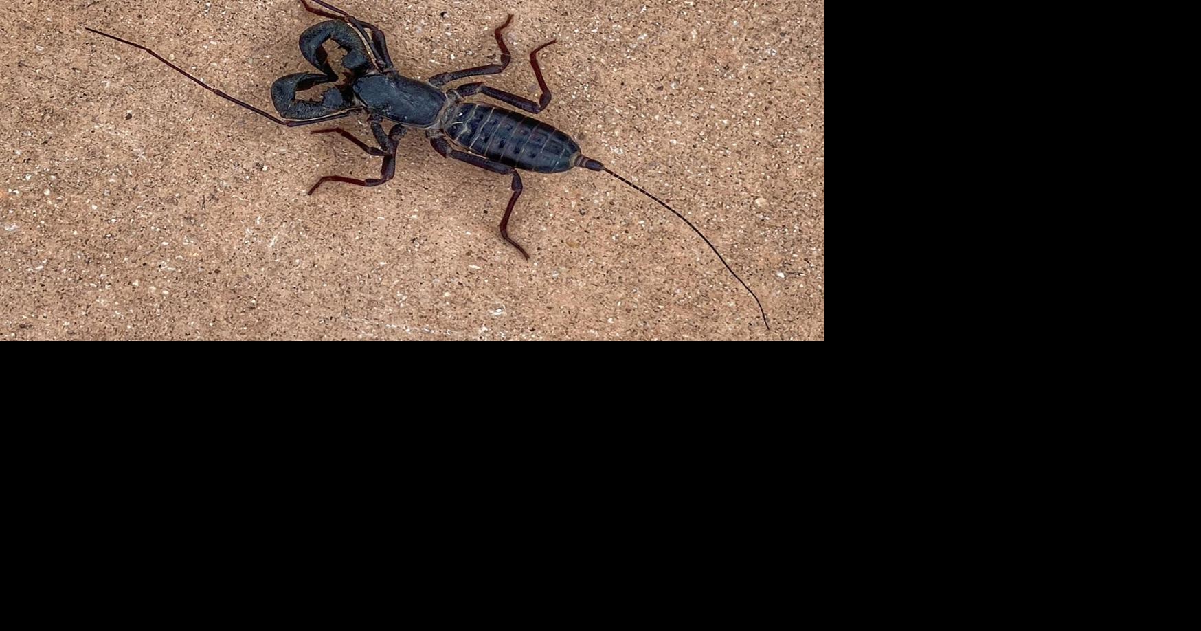 Acid-shooting 'spider-scorpion' spotted in Texas park | Local News ...