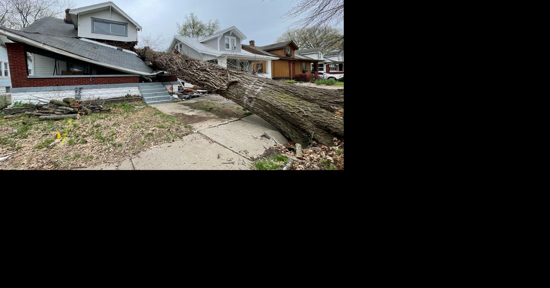 Louisville arborist explains falling trees and what steps homeowners ...