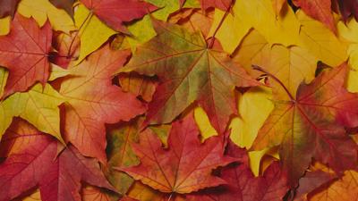 How Fall Leaves Get Their Color | Weather-school | wdrb.com