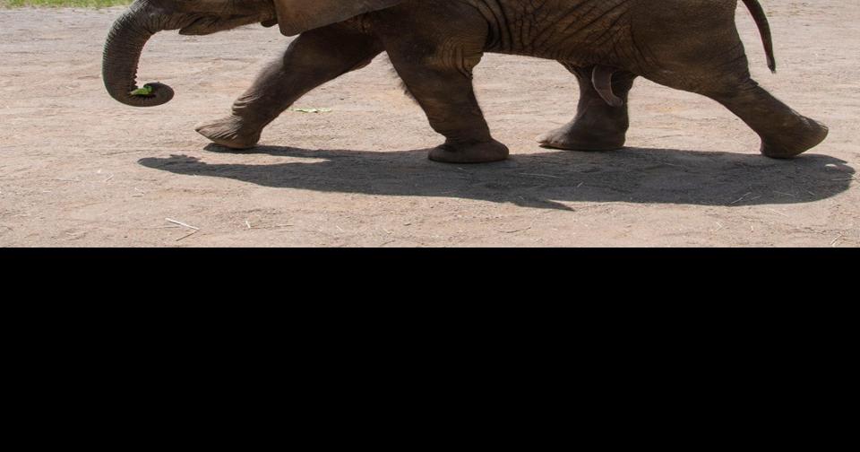 They grow up so fast! Fitz the elephant will celebrate 1st birthday ...