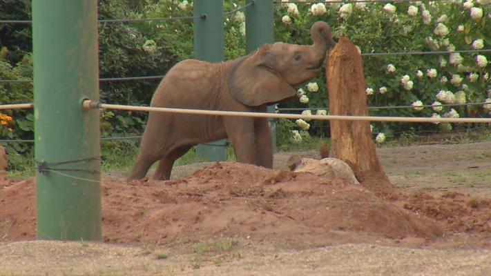 Louisville Zoo's 3-year-old elephant, Fitz, diagnosed with potentially ...