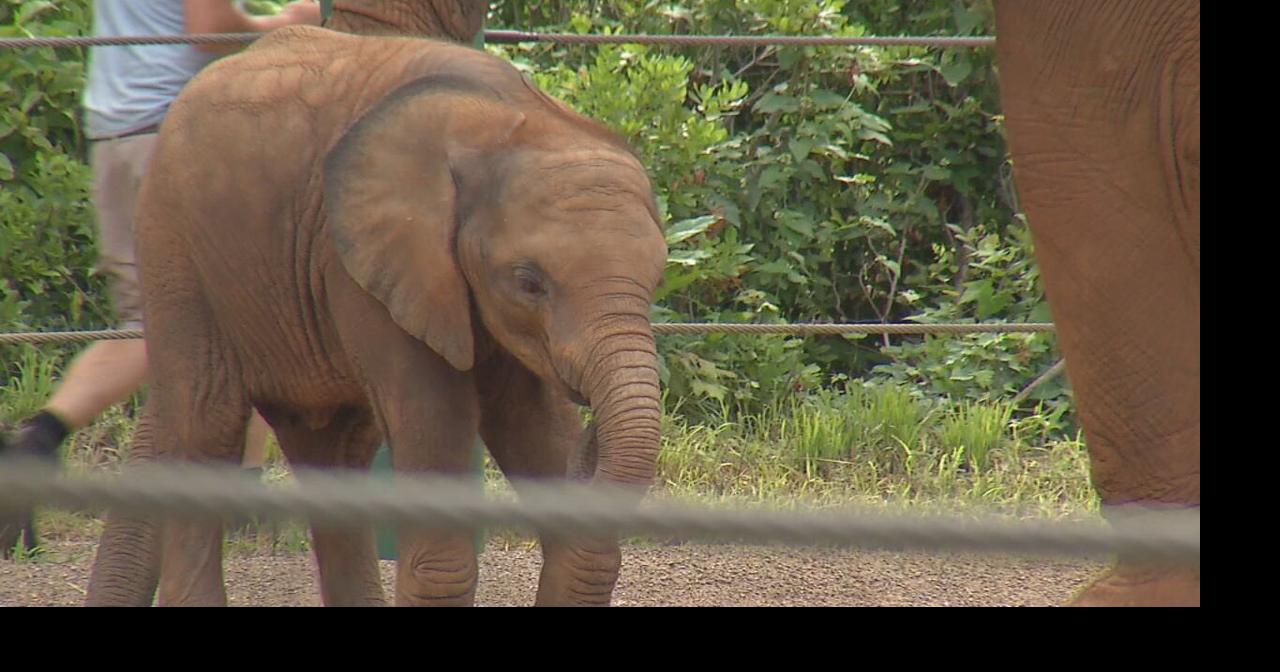 Louisville Zoo's 3-year-old elephant, Fitz, diagnosed with potentially ...