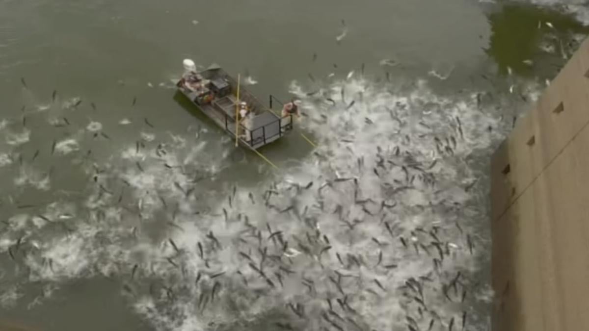 VIDEO | Kentucky Fish and Wildlife uses electrofishing to capture Asian ...