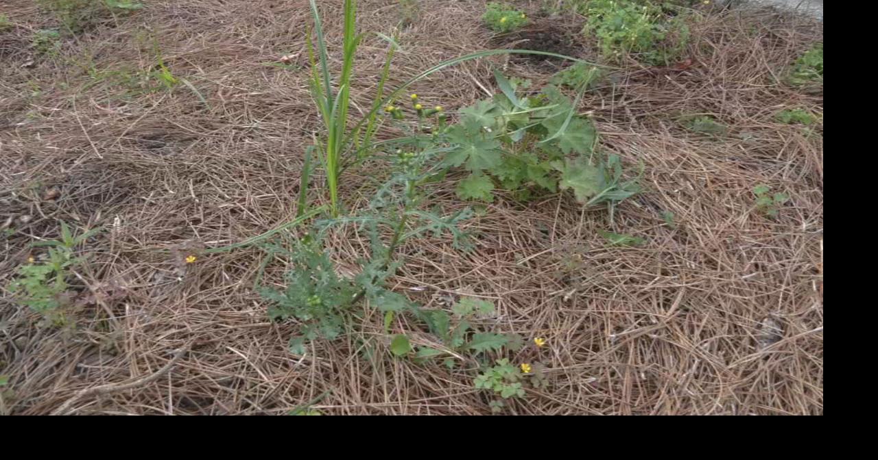 Keep your weeds at bay when they seemingly pop up overnight | Morning ...