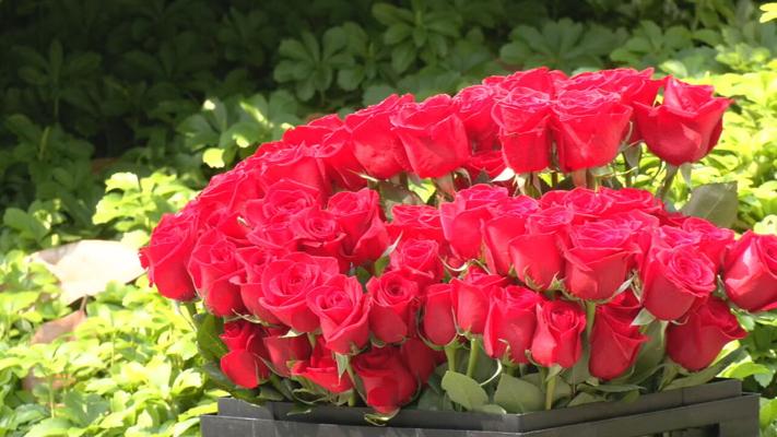 Louisville remembers Muhammad Ali with roses at his grave 9 years after ...
