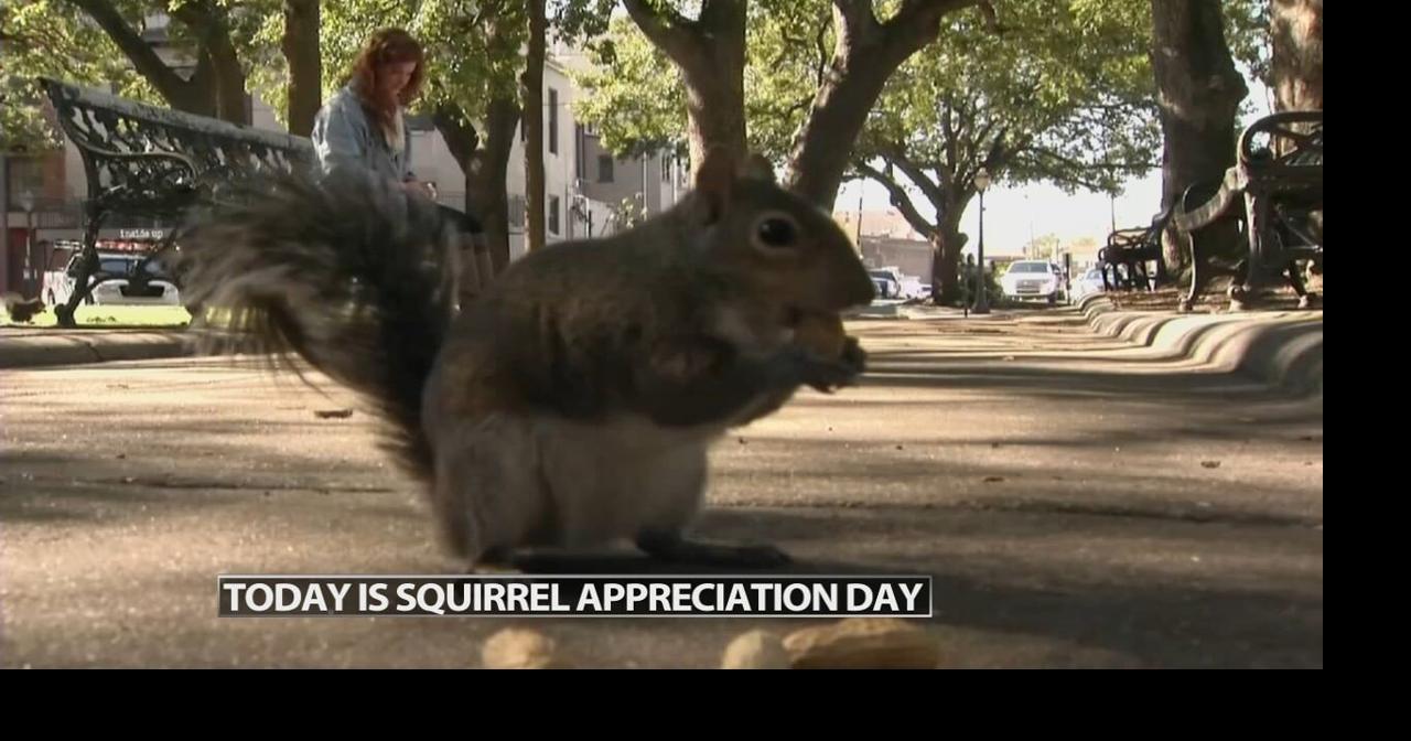 Squirrel Appreciation Day celebrated on Tuesday | Wdrb-video | wdrb.com