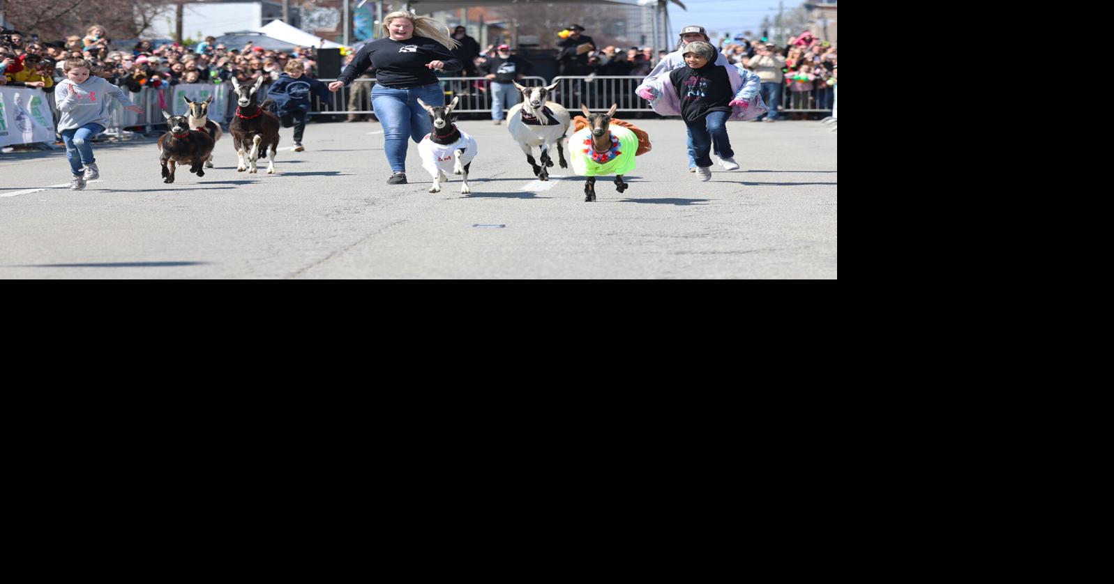 IMAGES | Goats race at Bock Fest in NuLu for spring tradition in ...