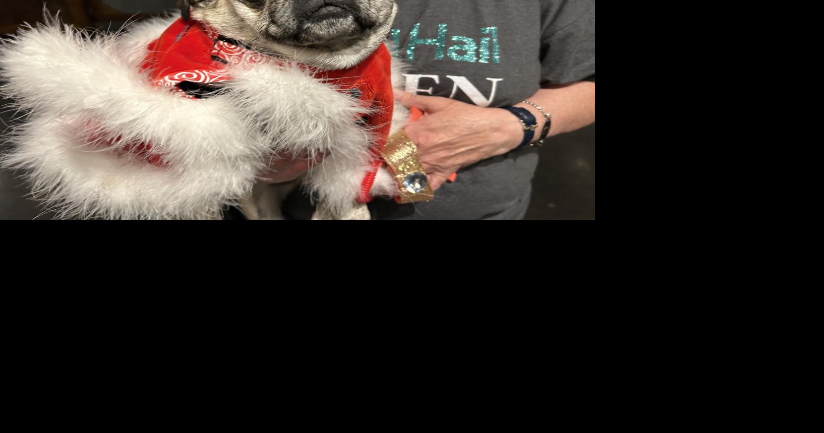Fans from all over the county share their love of the pug breed during ...