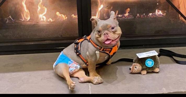 Dog with birth defect finally adopted after another family stood him up ...