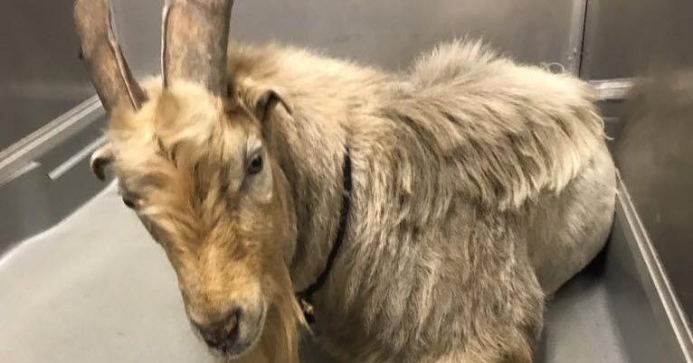 Houdini - the I-65 goat - recovering from injuries received in traffic ...