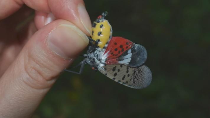 Kill on sight | Authorities again warn Hoosiers about invasive ...