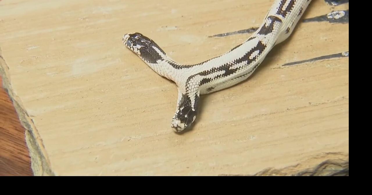 Rare 2-headed snake celebrates 7 months | | wdrb.com