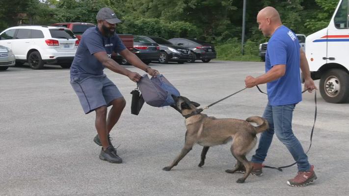 USPS shares ways to prevent dogs from attacking postal service workers ...