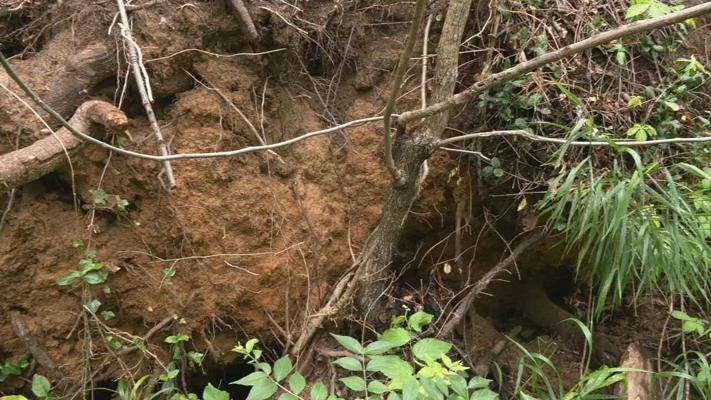 Uprooted tree from abandoned cemetery in Iroquois Park neighborhood ...