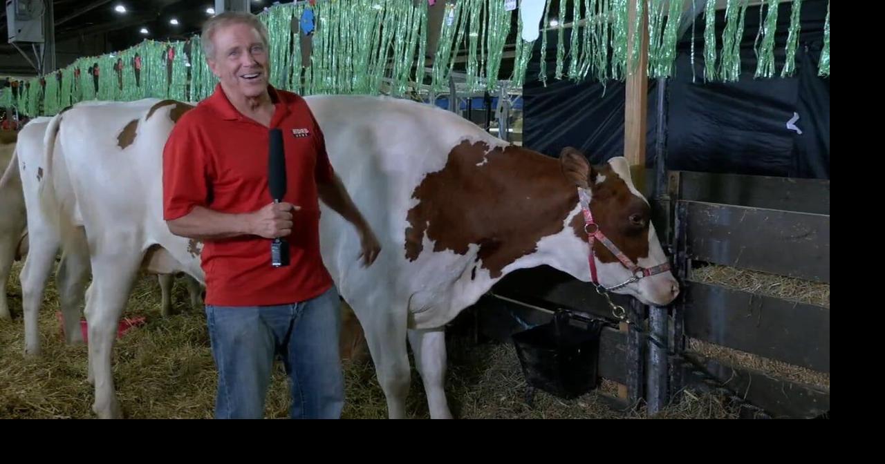 WDRB's resident cattle expert Scott Reynolds spends a day with the cows ...
