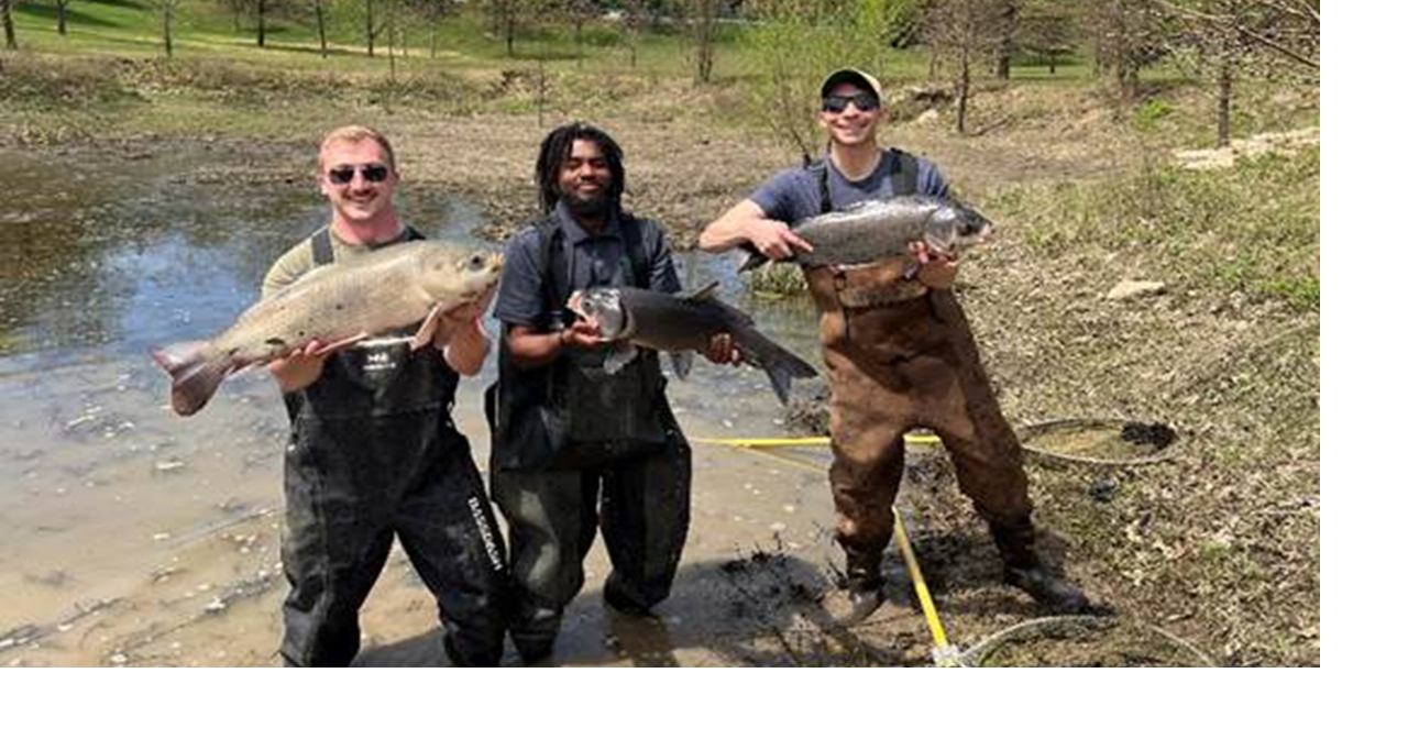 Bigmouth Buffalo among fish rescued from flooded reservoir at Buffalo ...