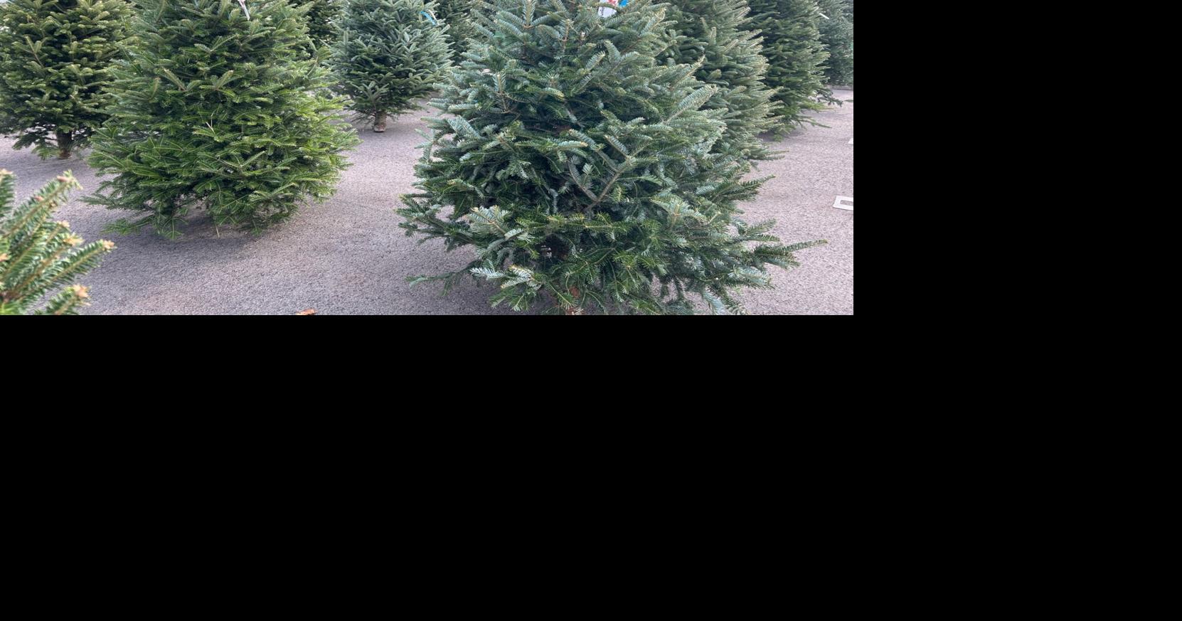 The best ways to keep your Christmas tree hydrated and healthy through ...