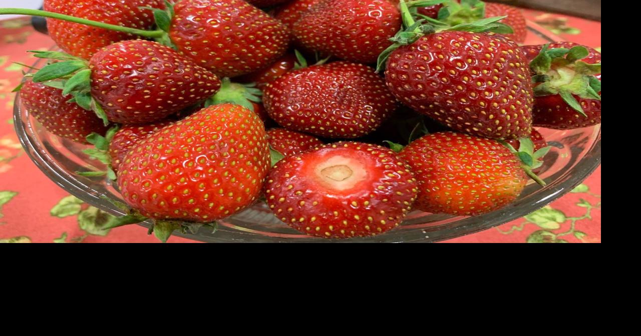 Starlight Strawberry Festival cancels over pandemic concerns ...