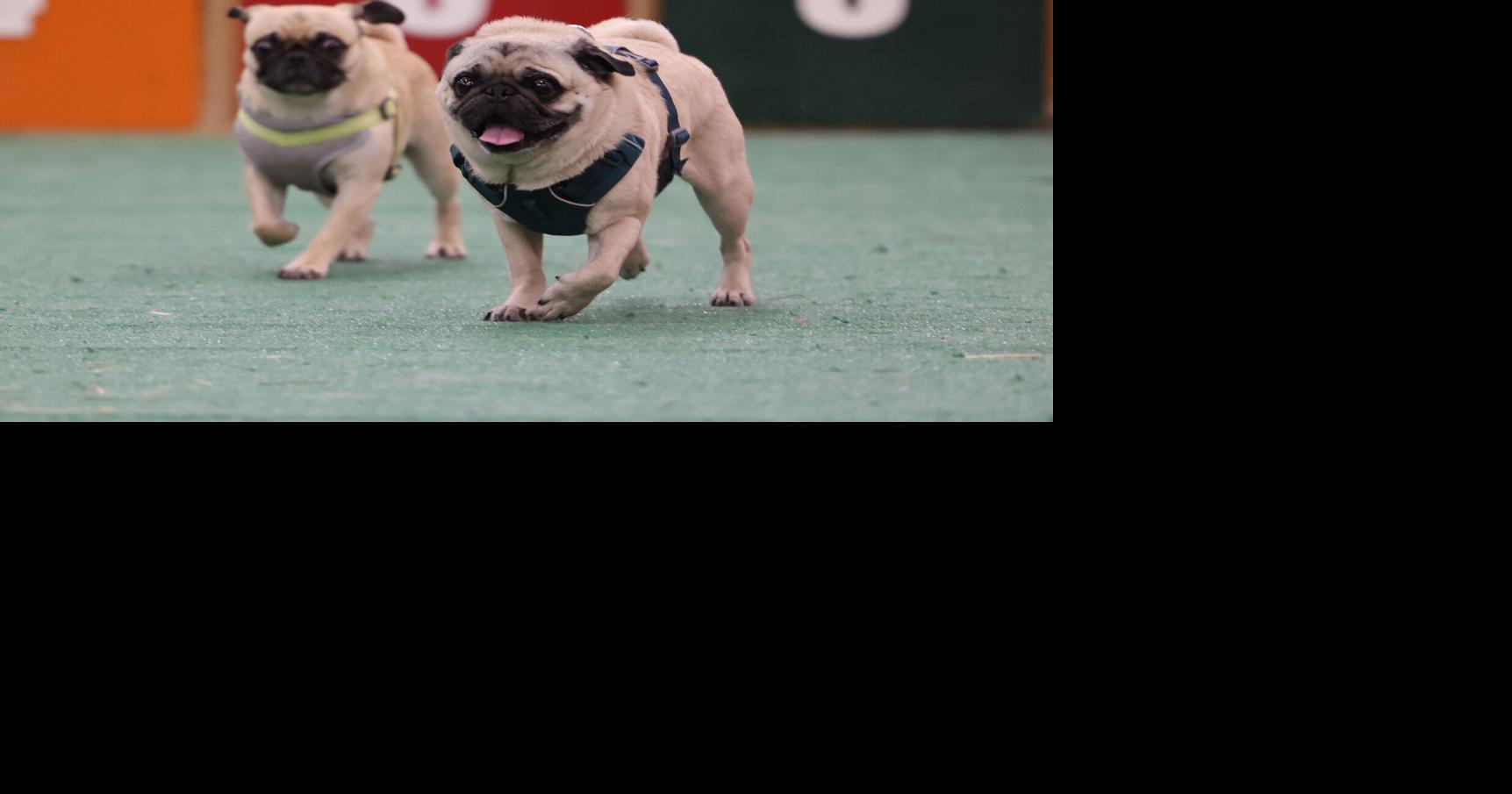 Pug fans from around the country attend Bluegrass Pugfest at Expo ...
