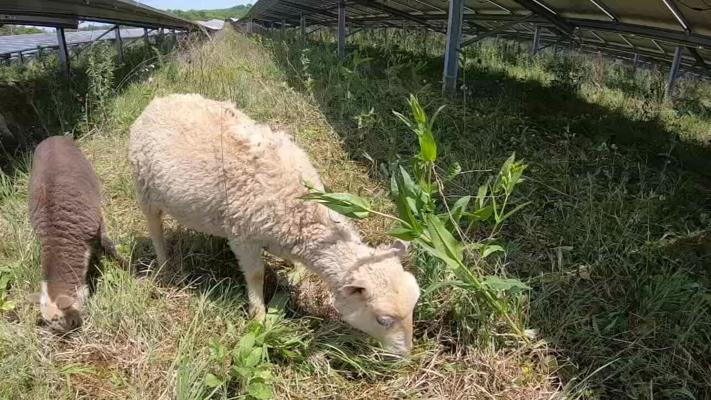BAA! Sheep serve as mowers at Kentucky power plant, saving 'ewe' money ...