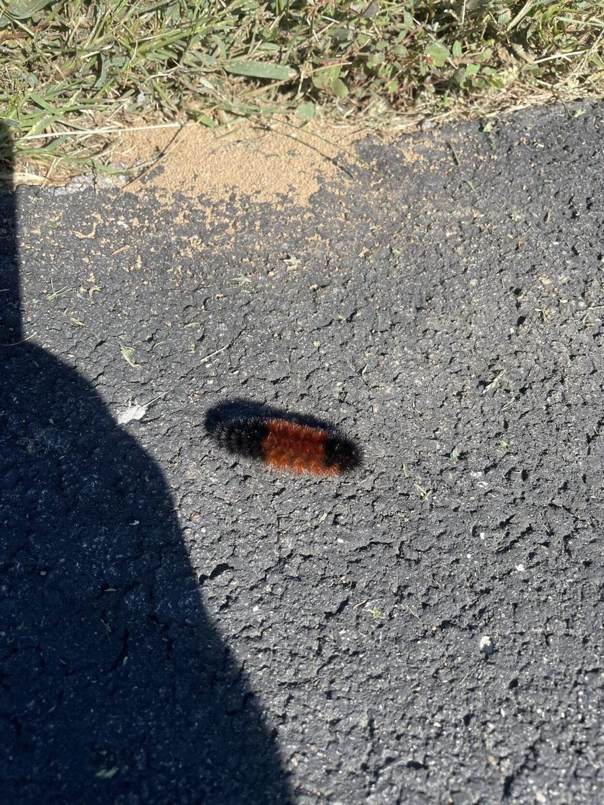 WOOLLY WORMS: What Do They Indicate For The Upcoming Winter Season ...