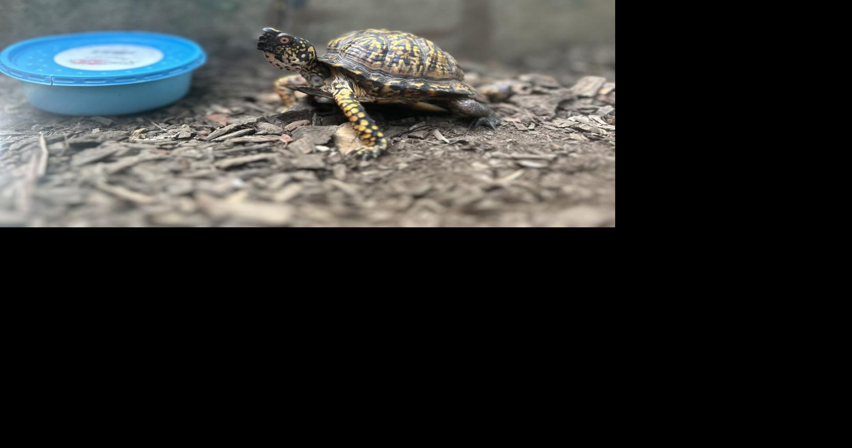 1 of 2 missing turtles returned to Louisville Nature Center, search ...