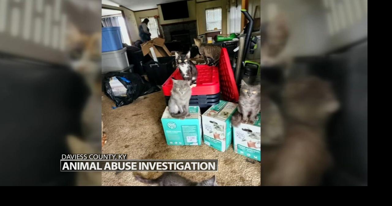 70 cats, dogs found in horrible conditions in Daviess County, Kentucky ...