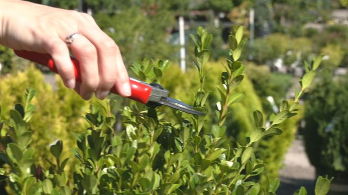 How and when to trim your plants to keep them healthy | Morning | wdrb.com