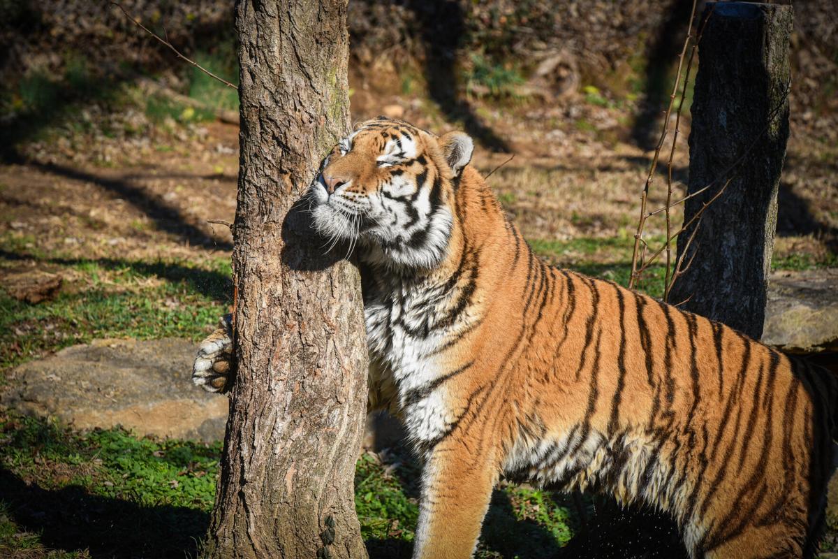 Amur tiger 'Timmy' moves to Louisville Zoo from Potter Park Zoo in ...