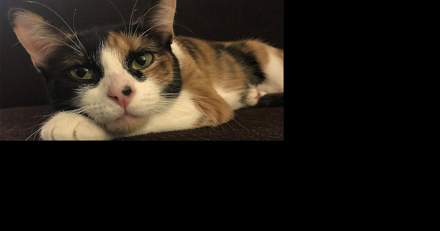 Rescue cat saves family by sniffing out gas leak in their home ...