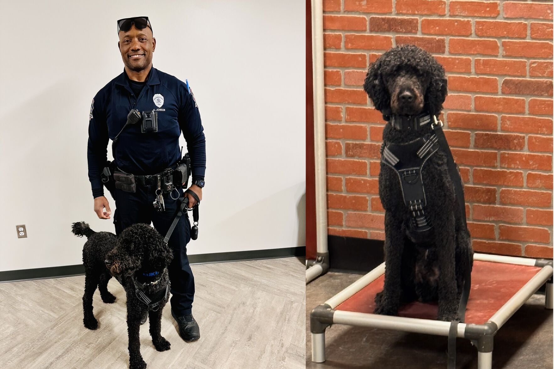 K-9 Officer Luke the Labradoodle joins Jeffersontown Police as new ...