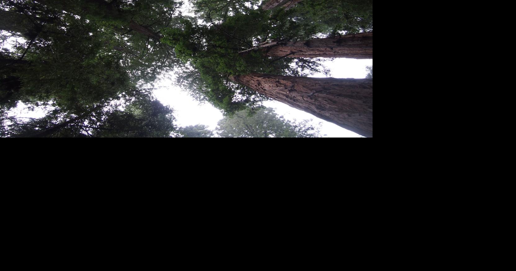 FIRST-EVER Inventory Of Mature, Old-growth Forests In The United States ...