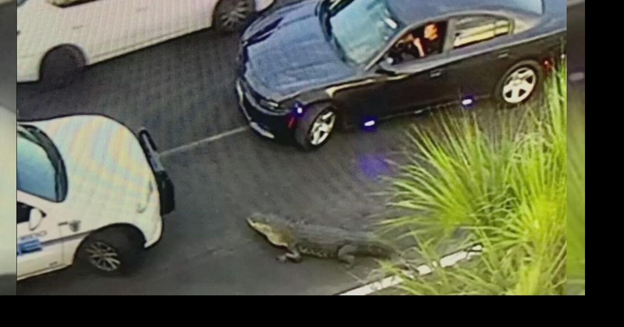 Alligator blocks traffic on Florida highway | | wdrb.com