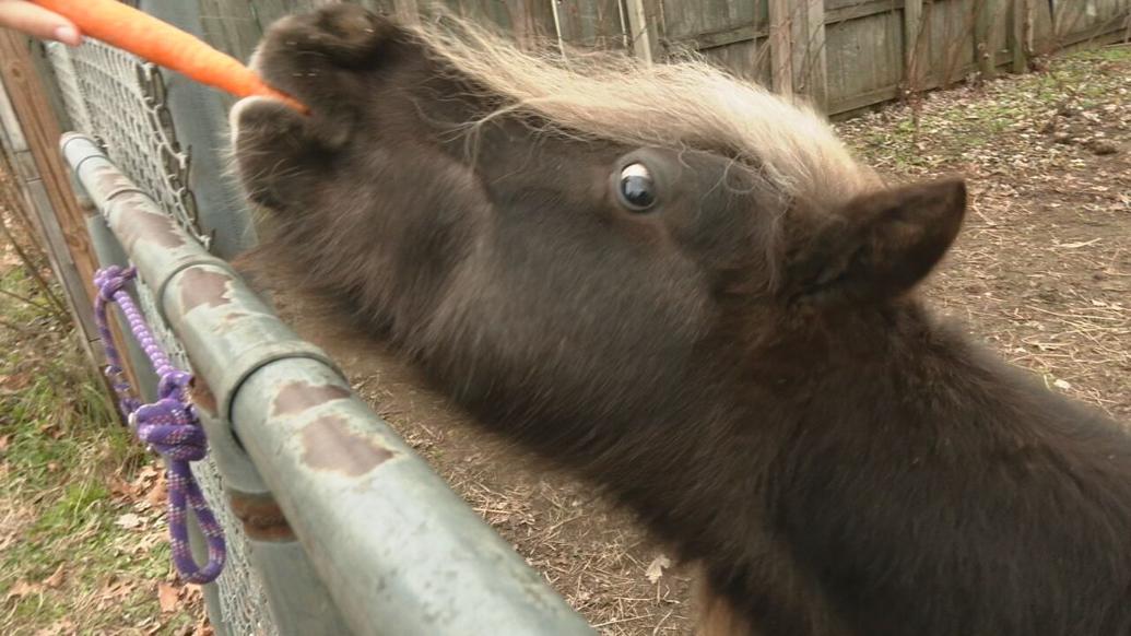 Louisville leaders move to update ordinance for beloved local mini ...