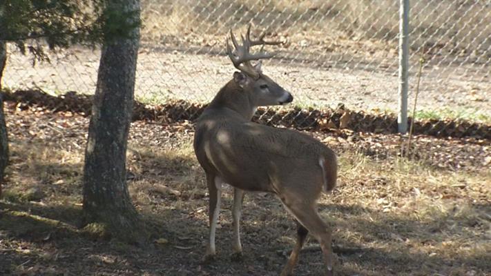 Kentucky's modern gun deer season opens Nov. 12 | Local News | wdrb.com