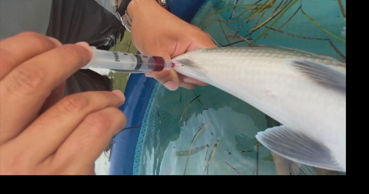 Study: as many as 16 different prescription drugs found in Florida fish ...