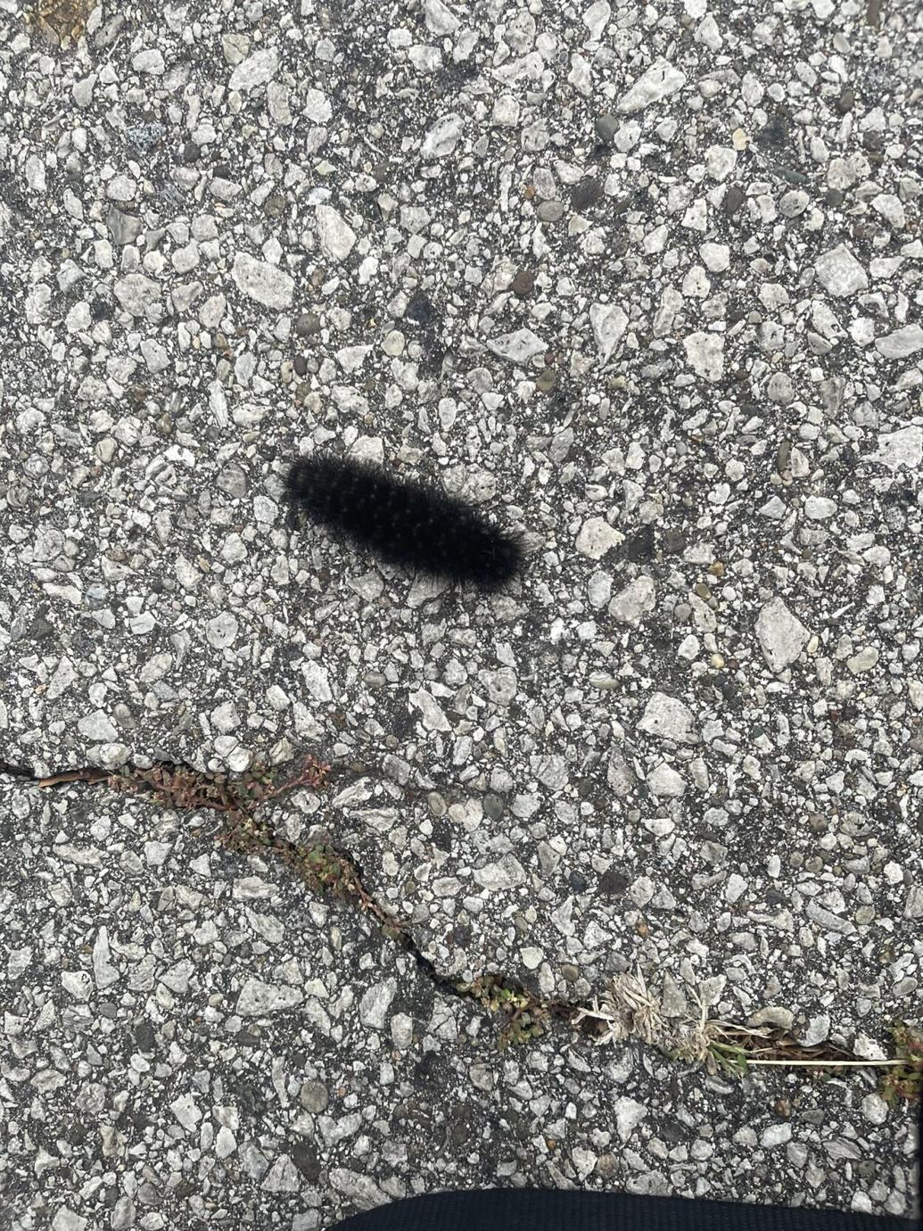 WOOLLY WORMS: What Do They Indicate For The Upcoming Winter Season ...