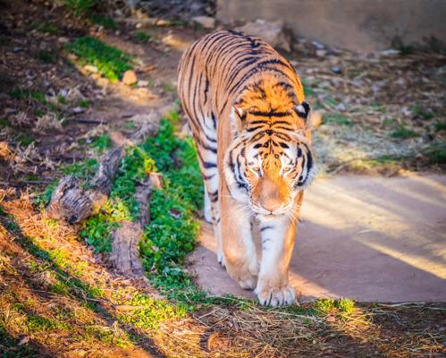Amur tiger 'Timmy' moves to Louisville Zoo from Potter Park Zoo in ...