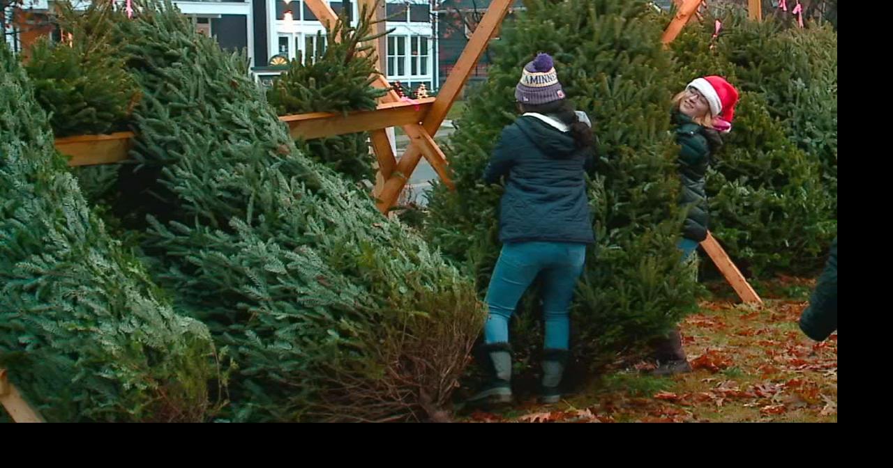 Christmas tree theft nearly derailed girl scouts overseas trip | Local ...