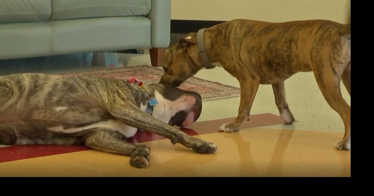 Ethan 'meets' Lexington dog that also suffered horrible abuse | Local ...