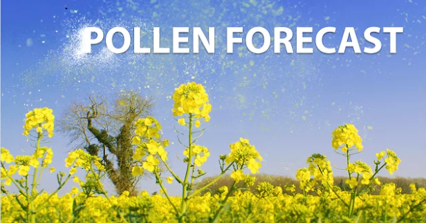 pollen forecast cover.PNG | | wdrb.com