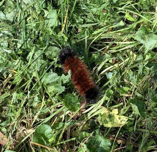 WOOLLY WORMS: What Do They Indicate For The Upcoming Winter Season ...