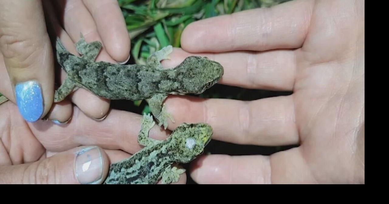 Pair of 60-year-old geckos in New Zealand could be the world's oldest ...