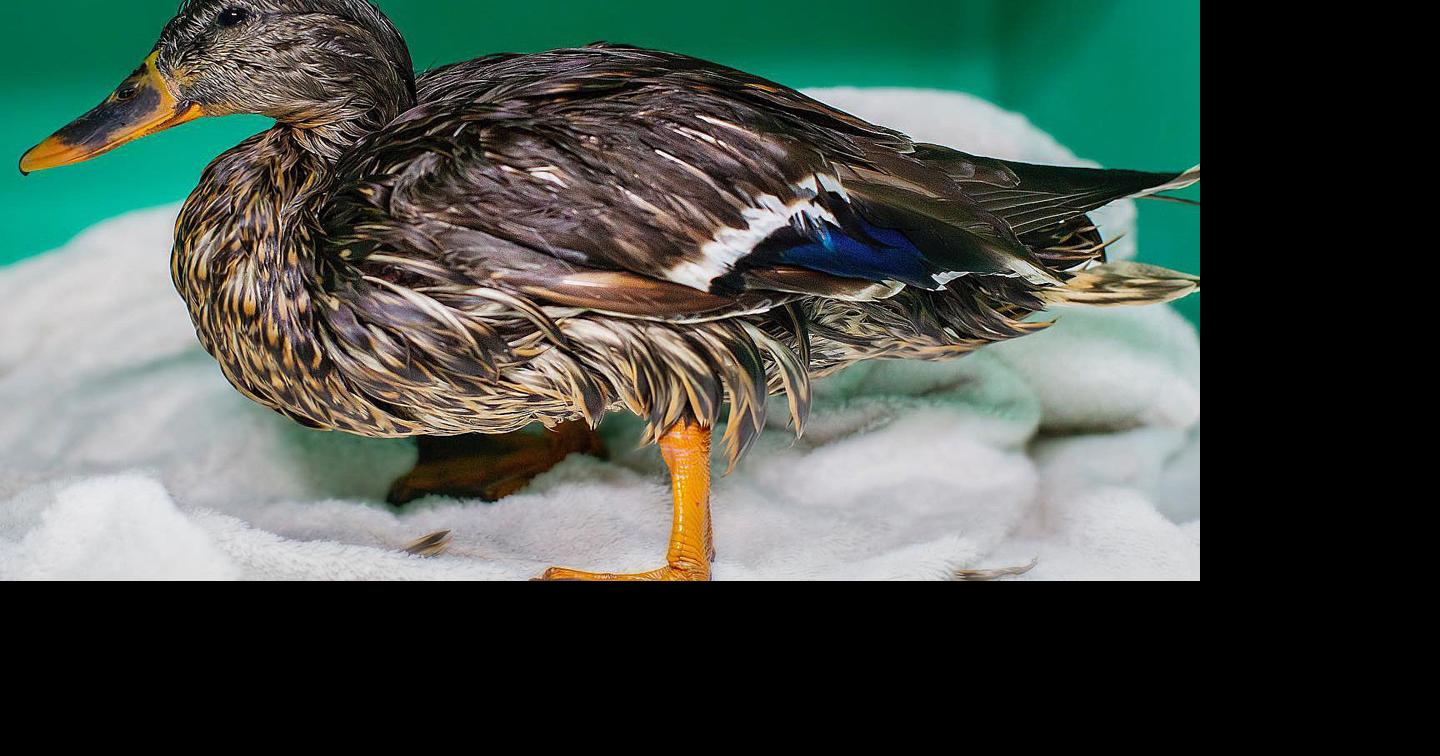 Ducks found covered in jet fuel after Indianapolis tanker explosion ...