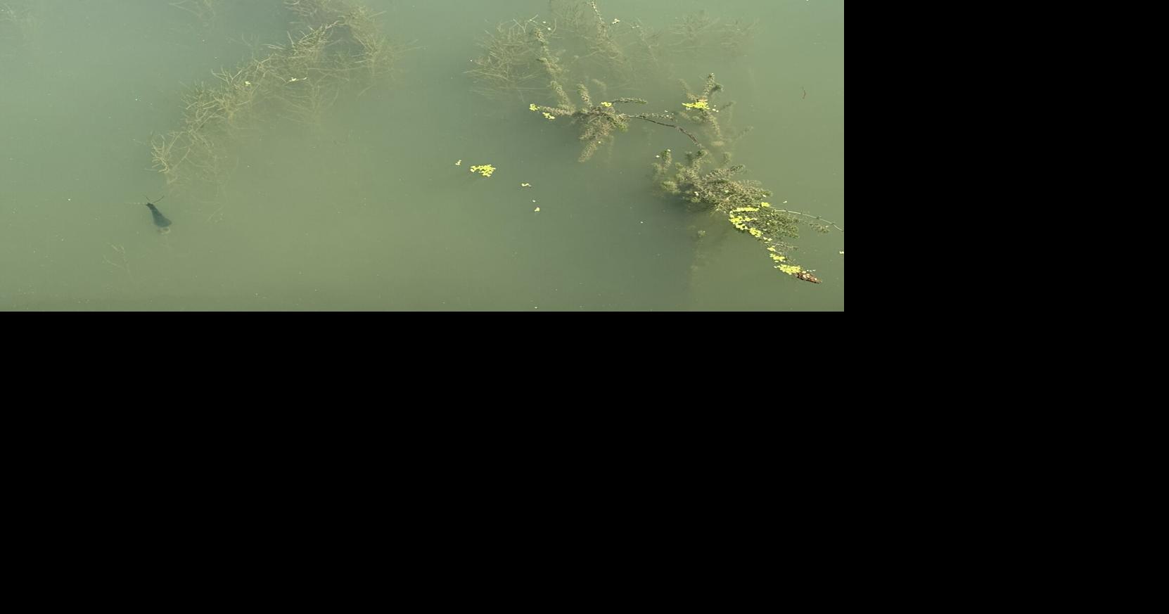 Harmful algal bloom in Ohio River could affect upcoming IRONMAN ...