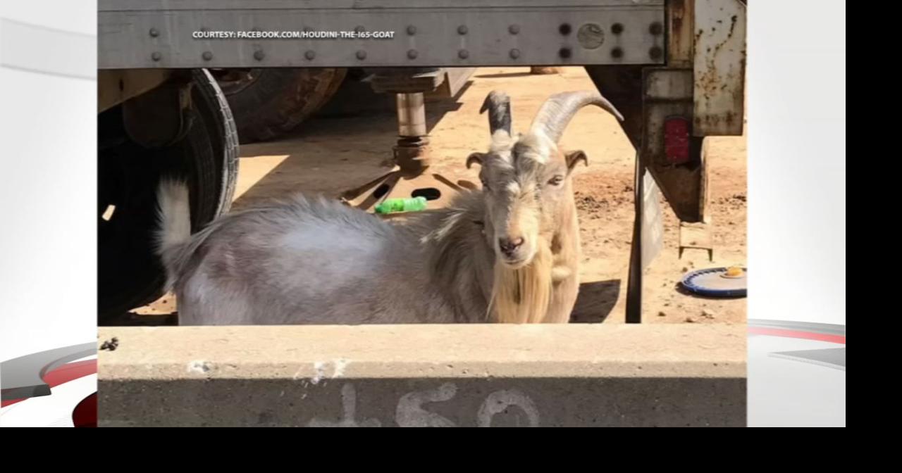 Houdini the I-65 goat to be moved to Meade County wildlife sanctuary ...
