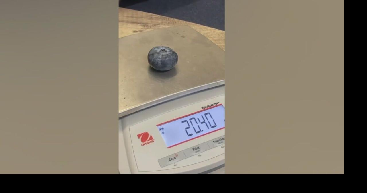 Australian farm grows world's largest blueberry | | wdrb.com